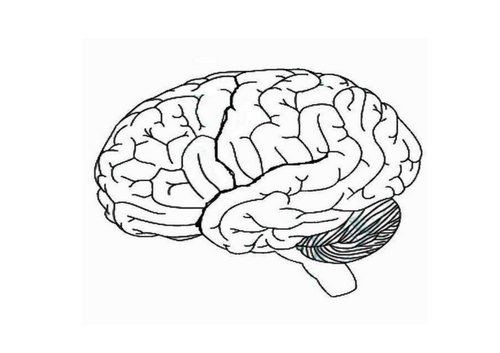 Brain Diagram Unlabeled Lateral