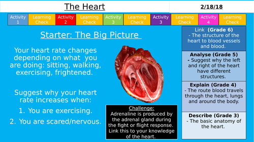 NEW AQA GCSE (9-1) - The Heart & Dissection | Teaching Resources