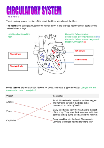Healthy living mini project | Teaching Resources
