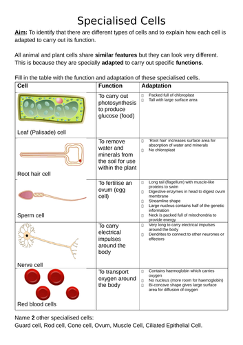 Speciallised cells | Teaching Resources