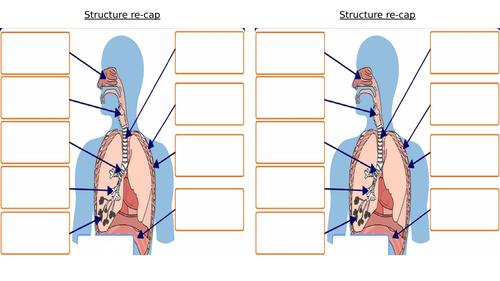 GCSE PE- gas exchange | Teaching Resources