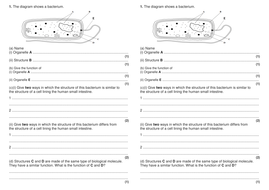 Prokaryotic cells AS level | Teaching Resources