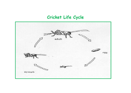 Cricket Life Cycle Diagram