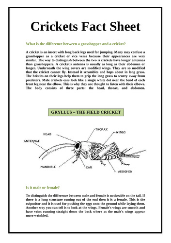 Crickets - Worksheet + Fact Sheet + Life Cycle | Teaching Resources