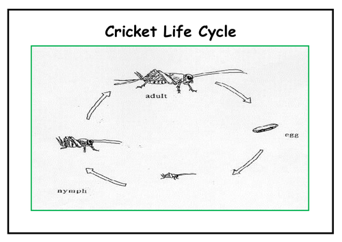 Crickets - Worksheet + Fact Sheet + Life Cycle | Teaching Resources