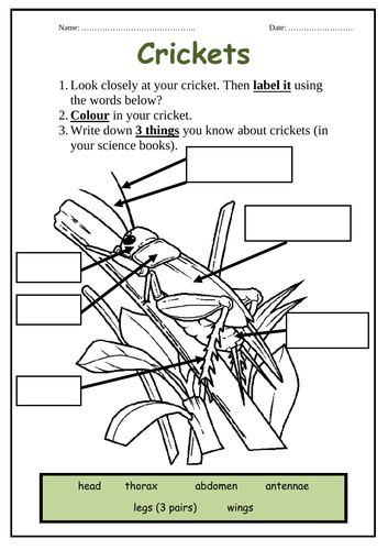 Crickets - Worksheet + Fact Sheet + Life Cycle | Teaching Resources