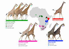 Biology - Giraffe Speciation/Evolution Infographic | Teaching Resources