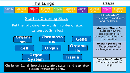 NEW GCSE AQA (9-1) - The Lungs (Organisation) | Teaching Resources