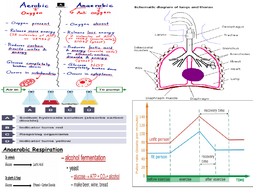 AQA GCSE 9-1 Biology Breathing Aerobic Anaerobic Respiration | Teaching ...