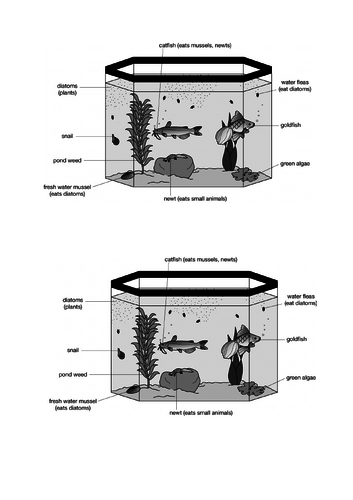 Trophic Levels and Pyramids - Ecology Lesson 3 - GCSE AQA 9-1 Science ...