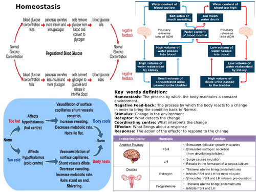 AQA GCSE 9-1 Biology Homeostasis revision Mat | Teaching Resources