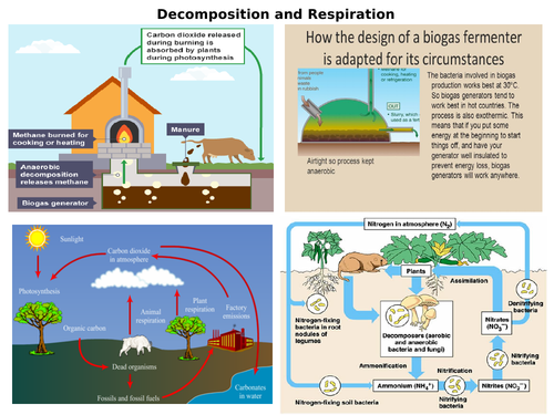 AQA GCSE 9-1 Biology Carbon Cycle and Decomposition | Teaching Resources