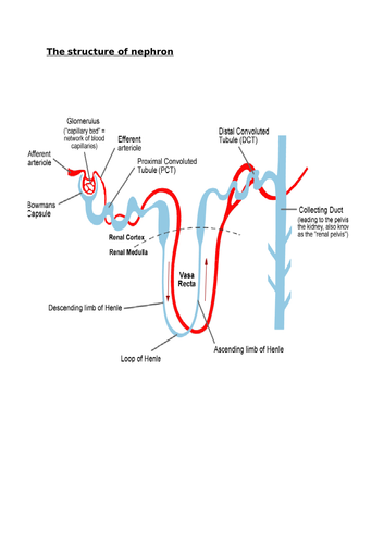 New AQA A'level Biology _Homeostasis_Control of blood water potential ...