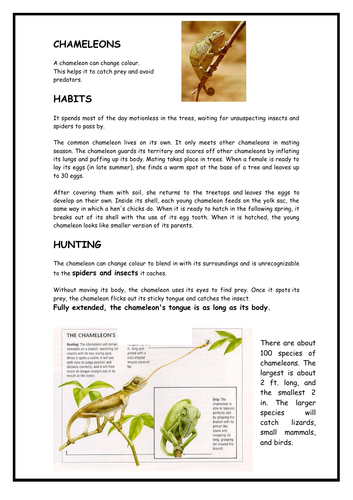 Chameleons - Fact Sheet + Worksheet + Word search | Teaching Resources