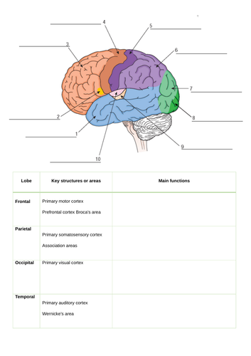 Brain Lobes and Areas | Teaching Resources