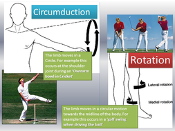 GCSE PE (Edexcel) - C1;T1.1.5 - Synovial Joints & Movement | Teaching ...