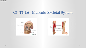 GCSE PE (Edexcel) - C1;T1.1.6 - Ligaments & Tendons | Teaching Resources