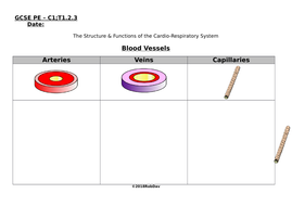 GCSE PE (Edexcel) - C1;T1.2.3 - Blood Vessels | Teaching Resources