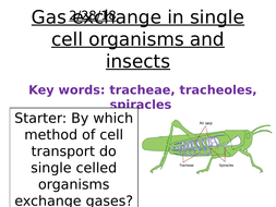 AQA A Level Biology Gas exchange in insects | Teaching Resources