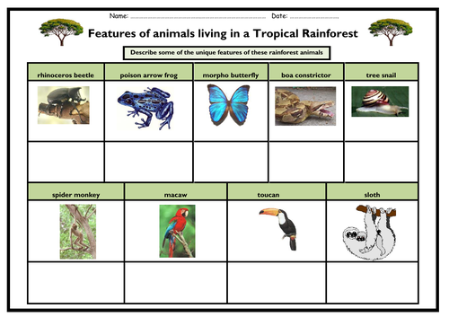 Endangered Rainforests and Animals - Unit of Work | Teaching Resources