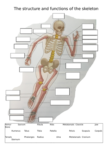 Chapter 1 (muscles and bones)- Worksheets to help with revision or can ...