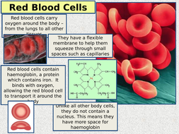 Components of Blood | Teaching Resources