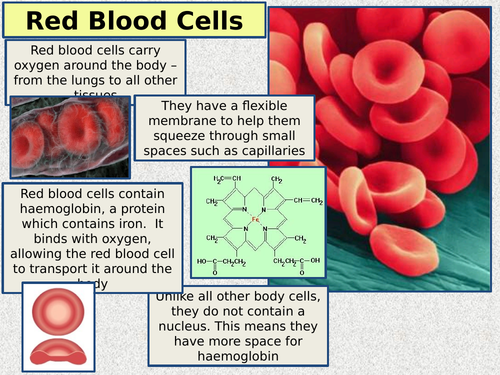 Components of Blood | Teaching Resources