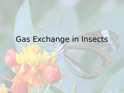 Gas Exchange in Insects | Teaching Resources