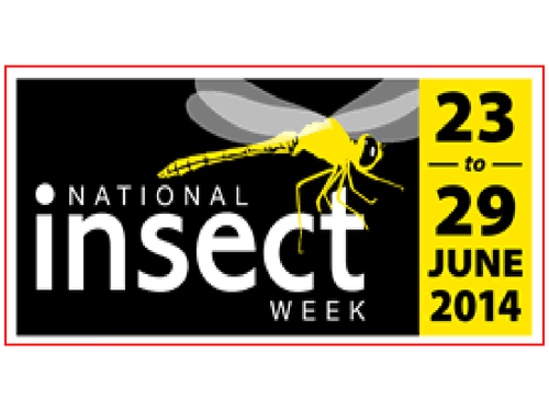 National Insect Week Numeracy Activities | Teaching Resources