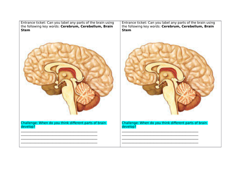 Edexcel Psychology (9-1) GCSE New Spec Unit 2 Lesson 1 - How do early ...