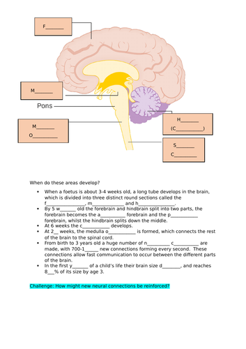 Edexcel Psychology (9-1) GCSE New Spec Unit 2 Lesson 1 - How do early ...