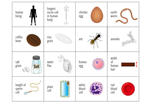 How big is it? Scale of Biology - Card sort (KS3/4/5) | Teaching Resources