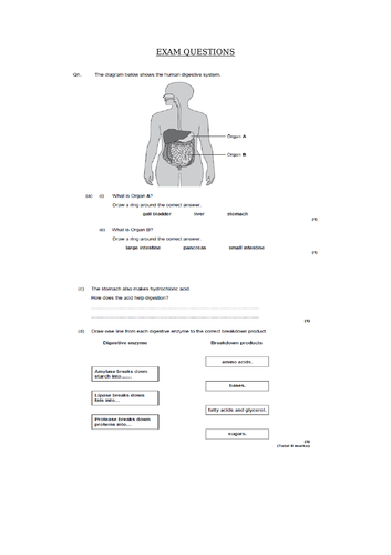 Digestive system KS4 New GCSE | Teaching Resources