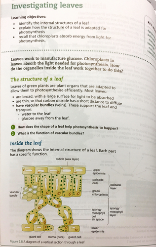 Lesson and resources on the leaf structure - New GCSE | Teaching Resources