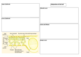 Photosynthesis GCSE lesson | Teaching Resources