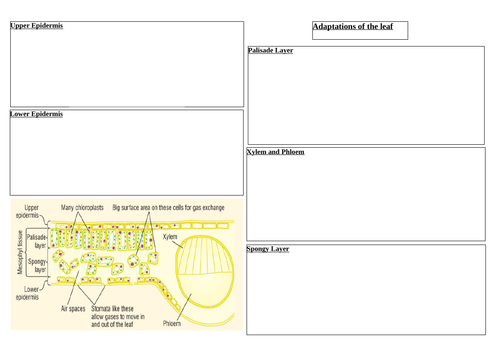 Photosynthesis GCSE lesson | Teaching Resources