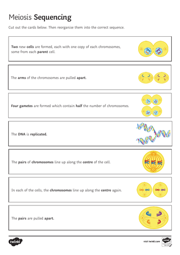 Meiosis lesson | Teaching Resources