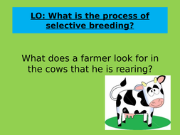 Selective breeding lesson | Teaching Resources