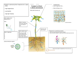 Transport in plants lesson | Teaching Resources