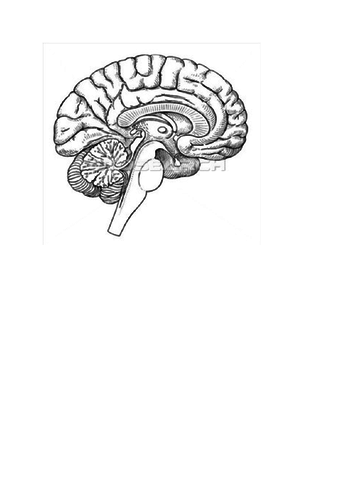 Early Brain Development - NEW AQA GCSE PSYCHOLOGY (1-9) | Teaching ...