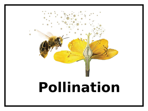 Pollination - 2 PowerPoints + Storyboard | Teaching Resources