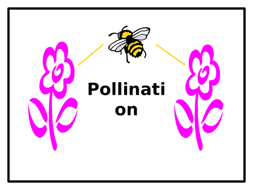 Pollination - 2 PowerPoints + Storyboard | Teaching Resources