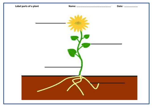 Label parts of a plant - 3 worksheets | Teaching Resources