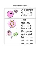 AQA Biology GCSE: genetic engineering and Selective breeding | Teaching ...