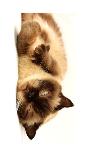 P4C - Dear Zoo - Philosophy for Children for EYFS, KS1 & KS2 | Teaching ...