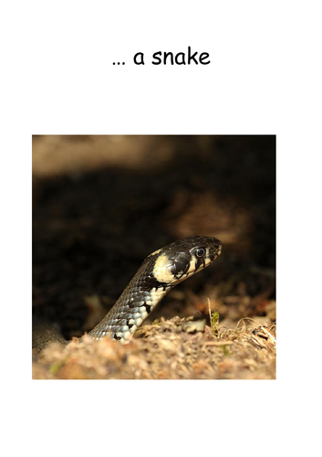 P4C - Dear Zoo - Philosophy for Children for EYFS, KS1 & KS2 | Teaching ...