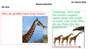 Natural selection Biology KS3 | Teaching Resources