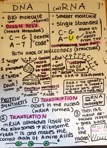 GCSE Biology DNA/RNA Revision Help sheet for Year 10/11 | Teaching ...