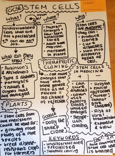 GCSE Biology Stem Cells Help Sheet Year 10-11 | Teaching Resources