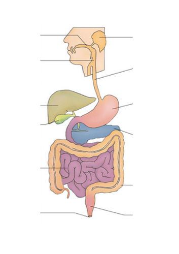 A level / BTEC level 3 digestive system and enzymes | Teaching Resources